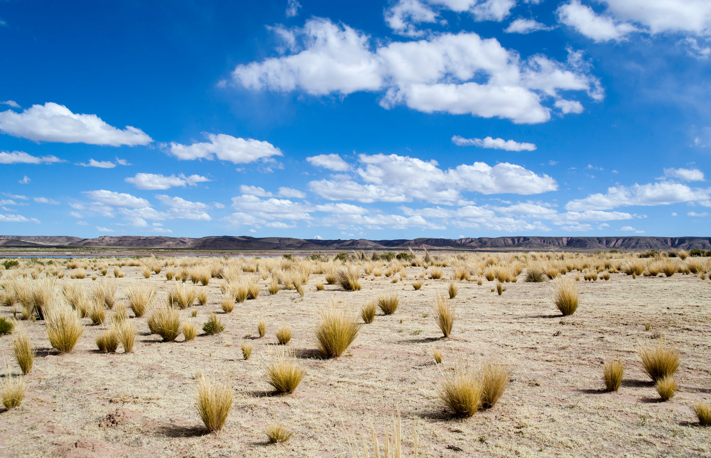 Baking at the Abbey with a Purpose – St Roger Abbey